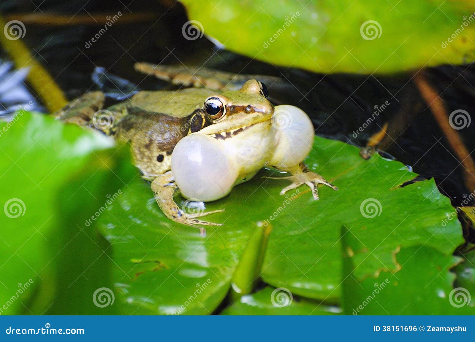 Frog on the Lotus leaf stock photo. Image of grean, wildlife - 38151696