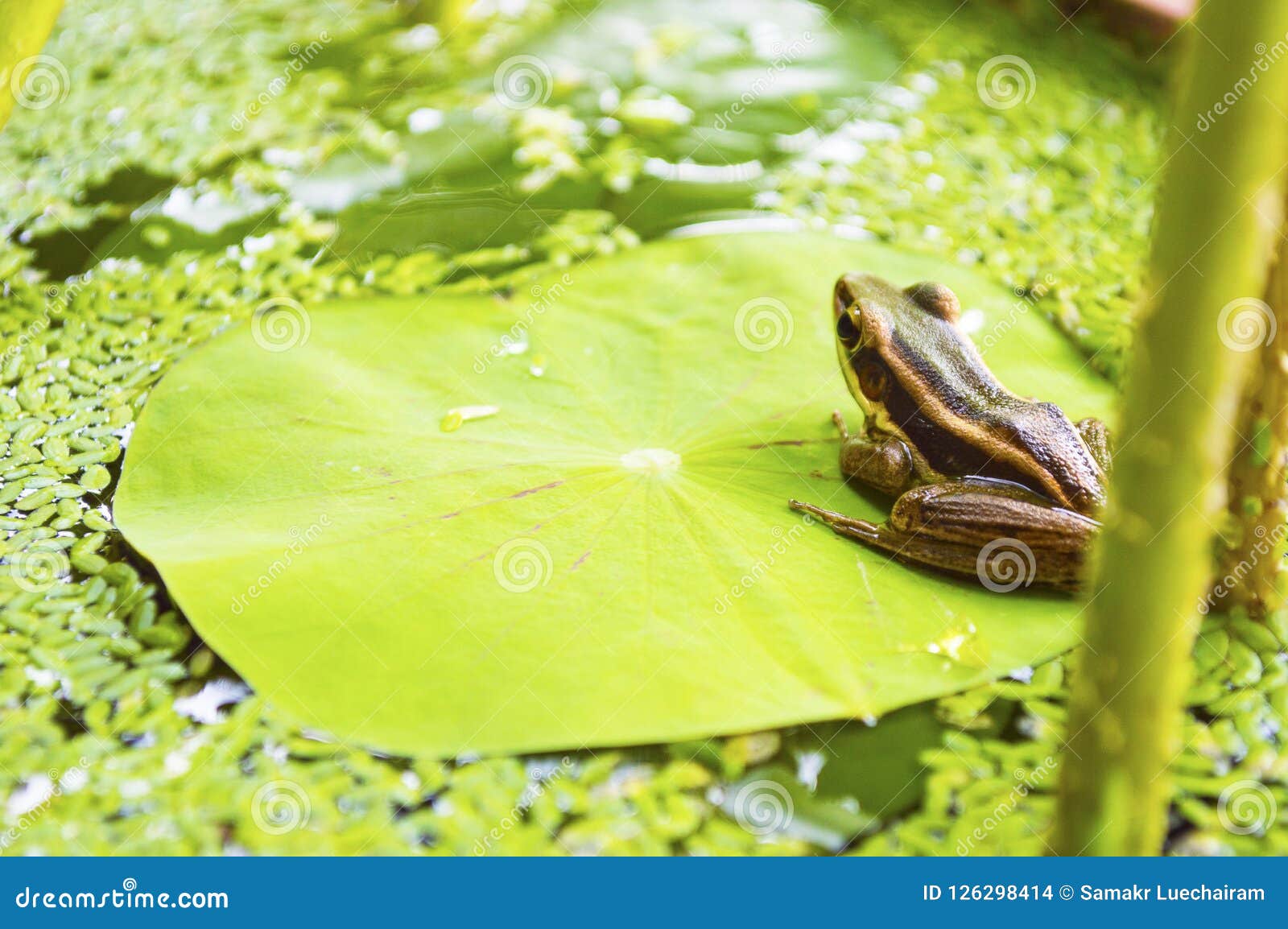 A Frog on lotus leaf stock photo. Image of spring, amphibian - 126298414