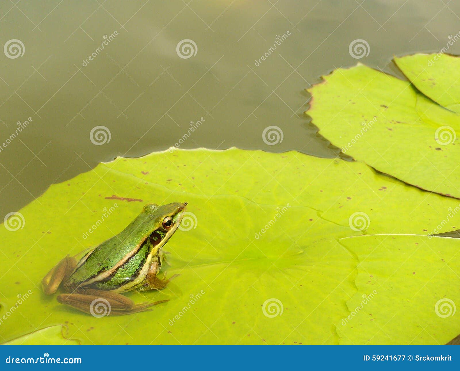 Frog on lotus leaf stock image. Image of lotus, cute - 59241677