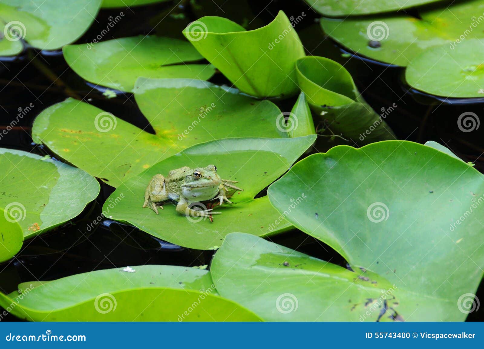 Frog on the Lotus Leaf stock photo. Image of tropical - 55743400
