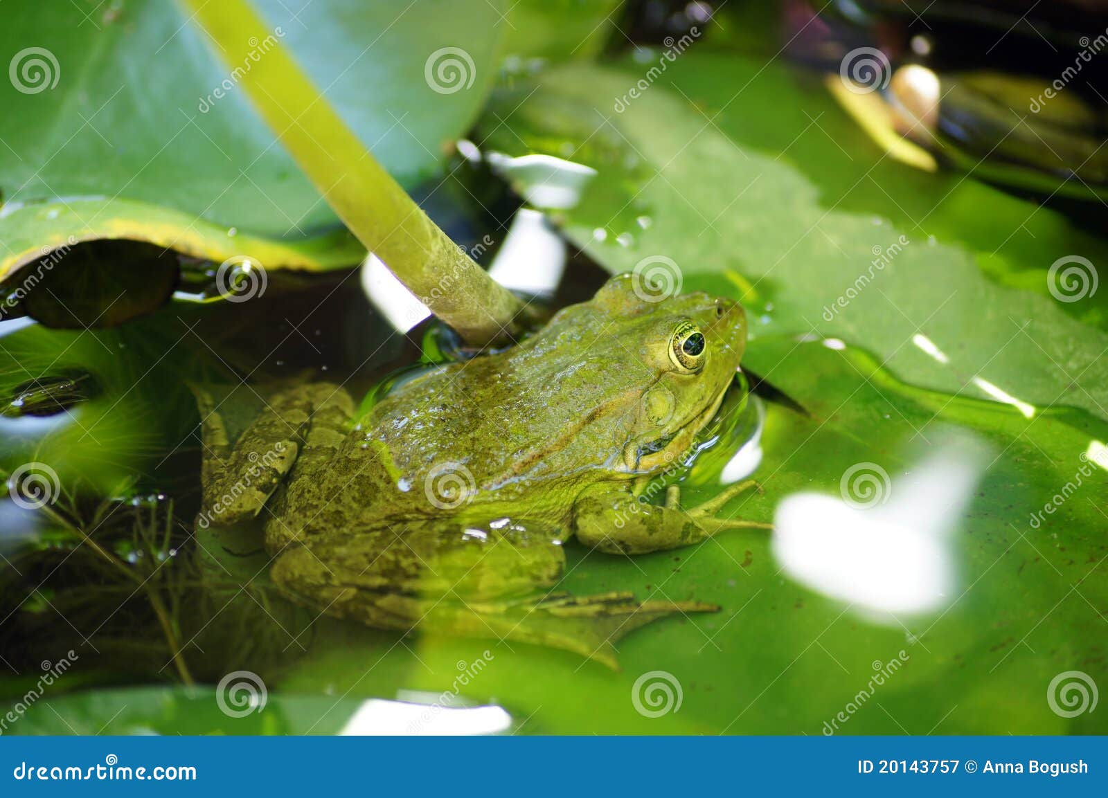 Frog on the lotus leave stock image. Image of macro, garden - 20143757