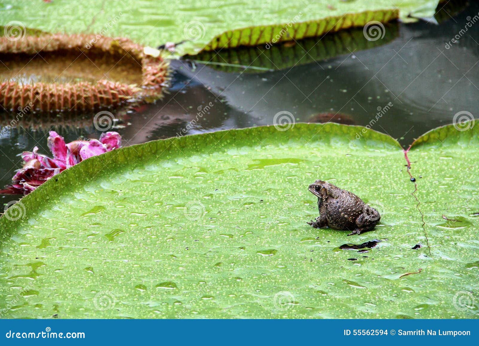 Frog on lotus left stock photo. Image of green, left - 55562594
