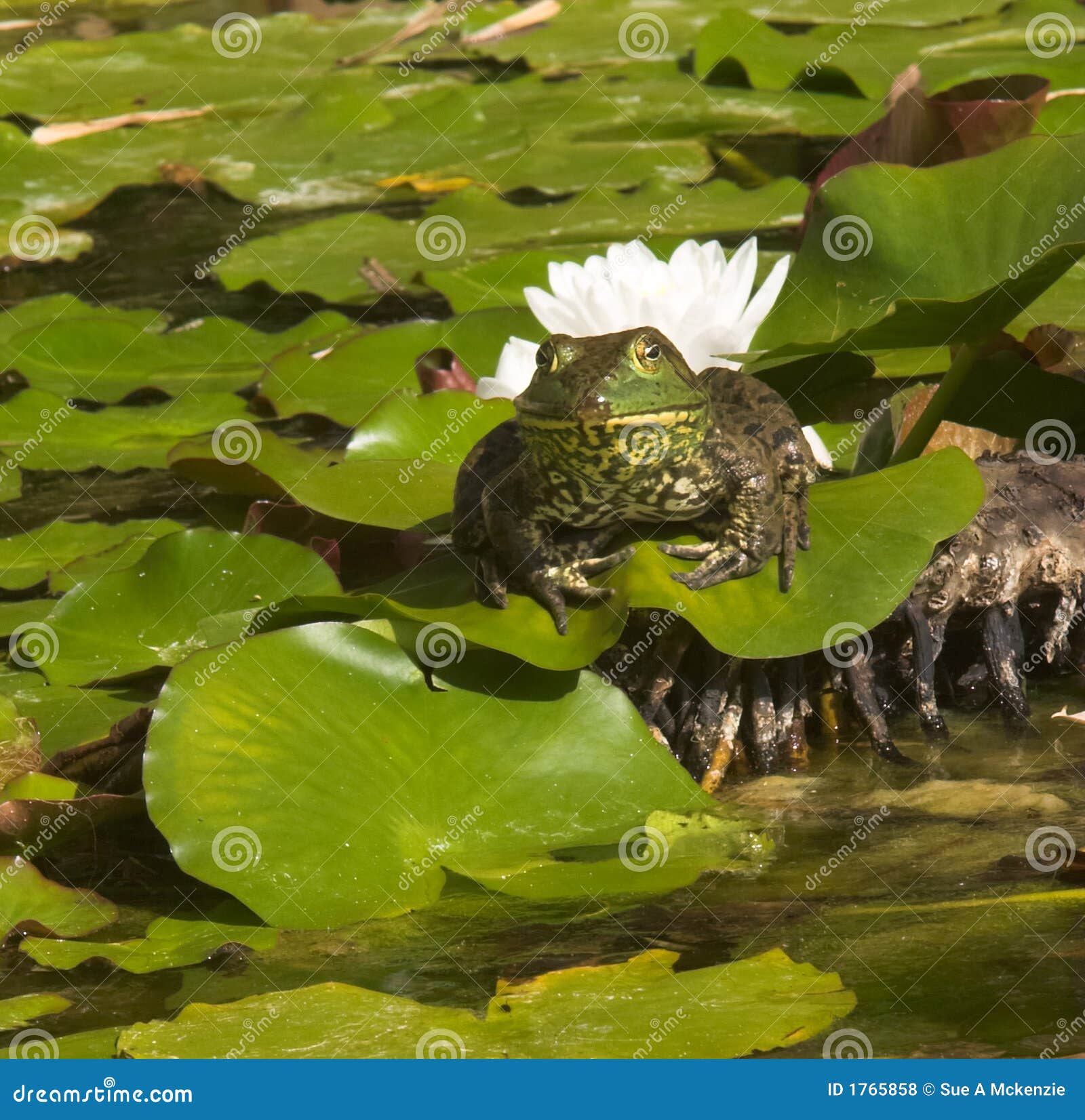 Frog on Lotus Pad stock photo. Image of leaf, lotus, green - 1765858
