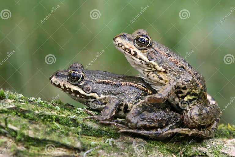 Frog love stock image. Image of amphibian, love, natural - 10343685