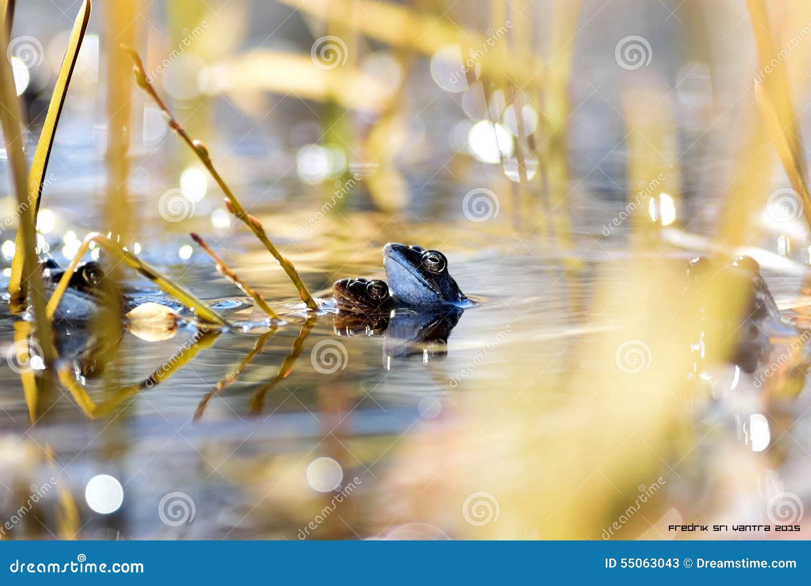 Frog love stock image. Image of love, spirit, bodu, esrth - 55063043