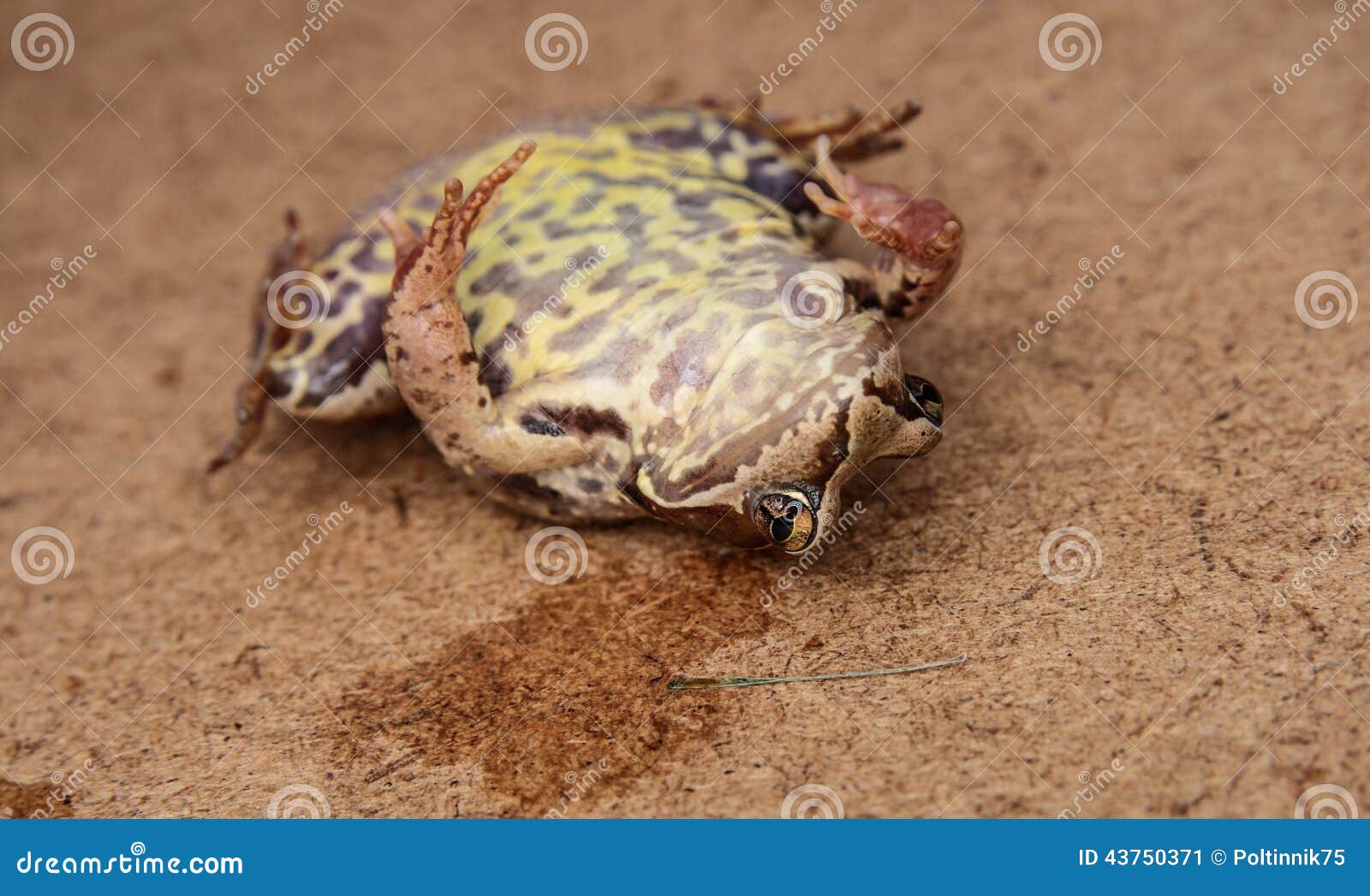 Frog stock image. Image of autumn, back, summer, swamp - 43750371