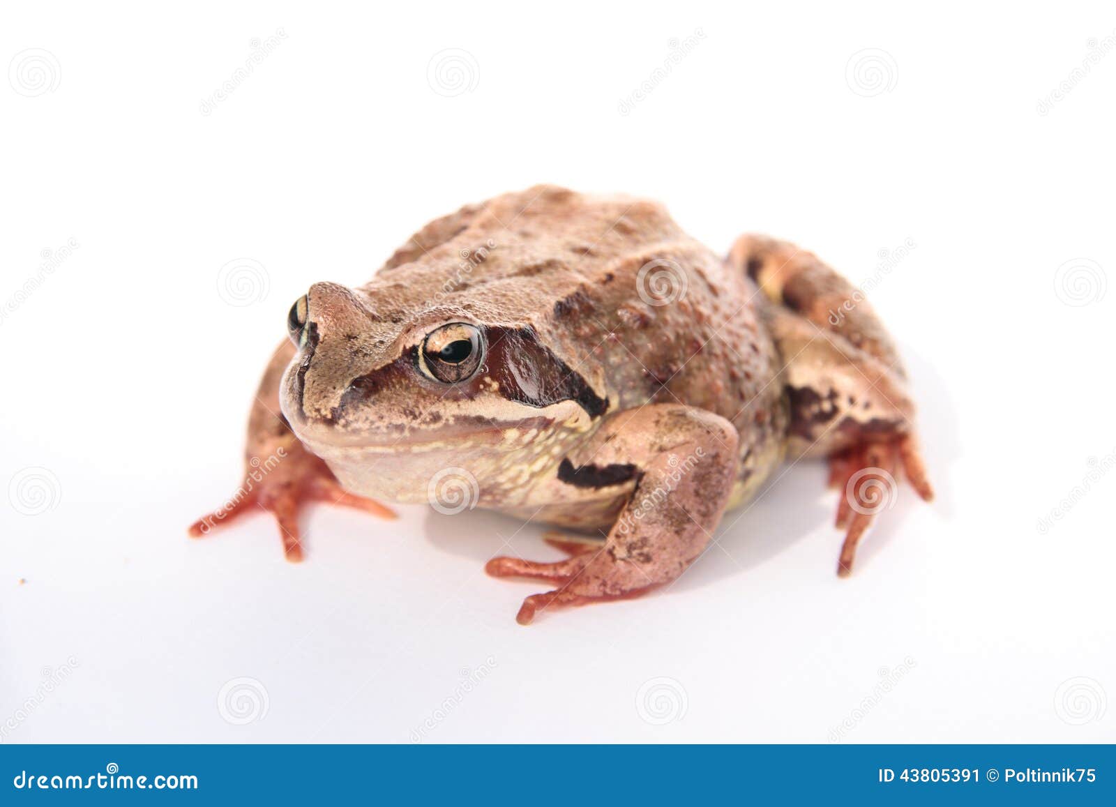 Frog stock image. Image of river, lake, summer, swamp - 43805391