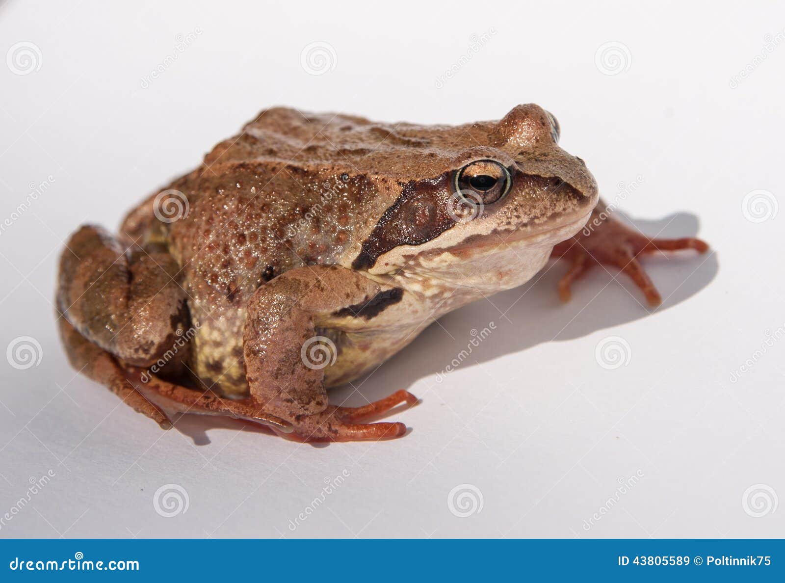 Frog stock image. Image of lake, lying, swamp, ranidae - 43805589