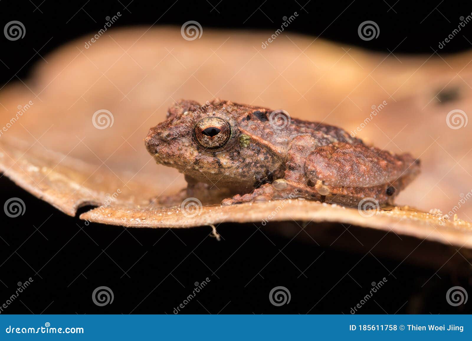 A frog Lying on the leaf stock photo. Image of organism - 185611758