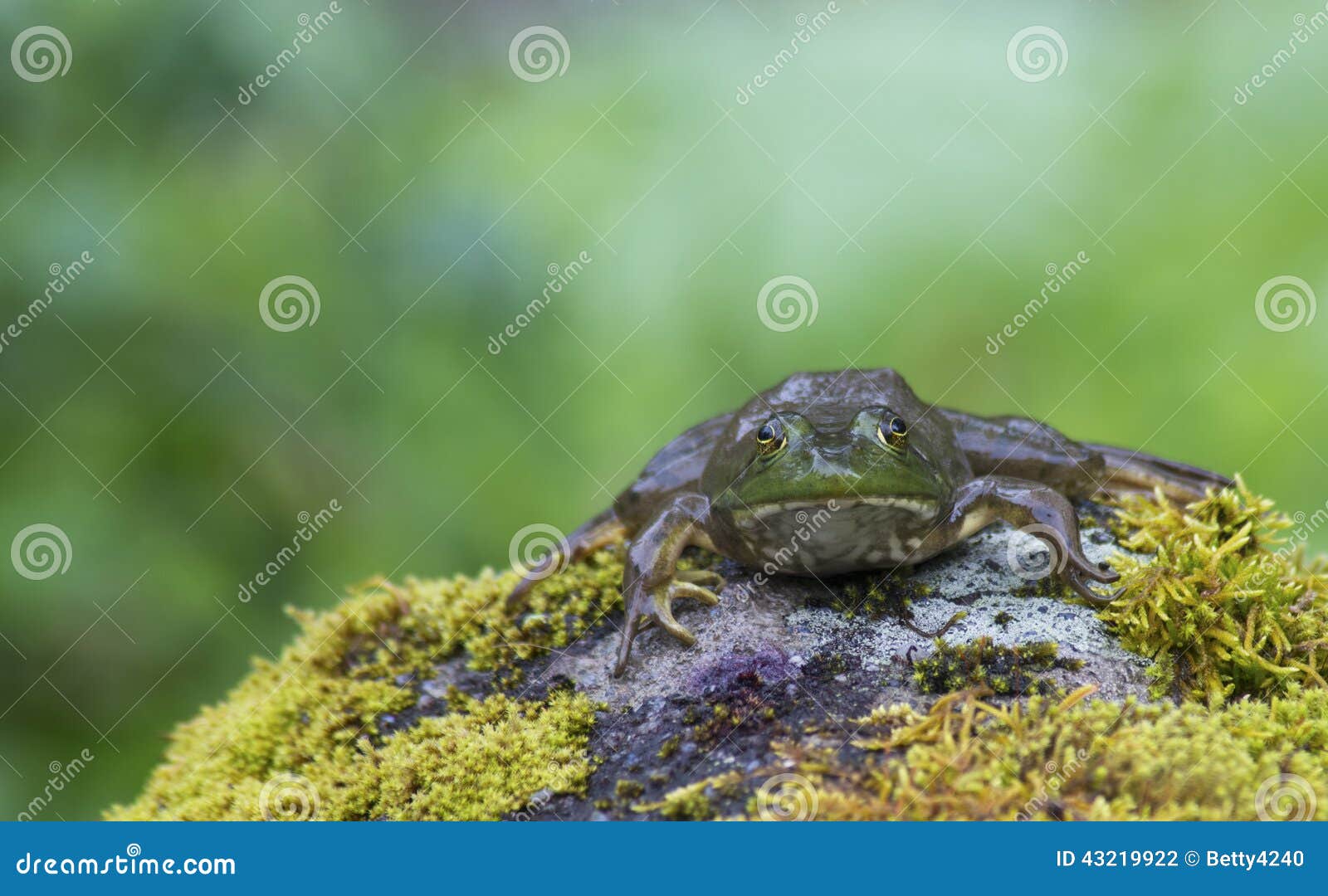 Frog Lying on a Mossy Rock. Stock Photo - Image of environmental ...