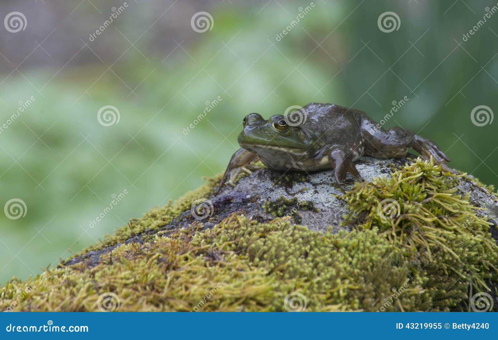 Frog Lying on a Mossy Rock. Stock Image - Image of mossy, frogs: 43219955