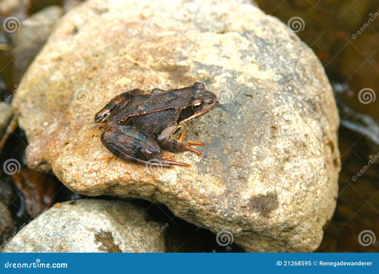 Frog macro stock image. Image of rainforest, animal, forest - 21268595