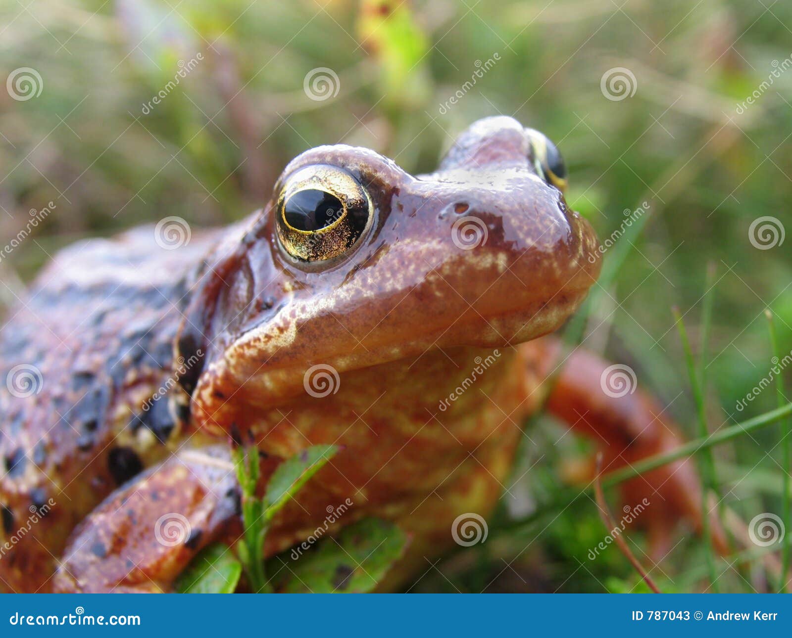 Frog macro stock image. Image of ribbit, brown, pond, toad - 787043