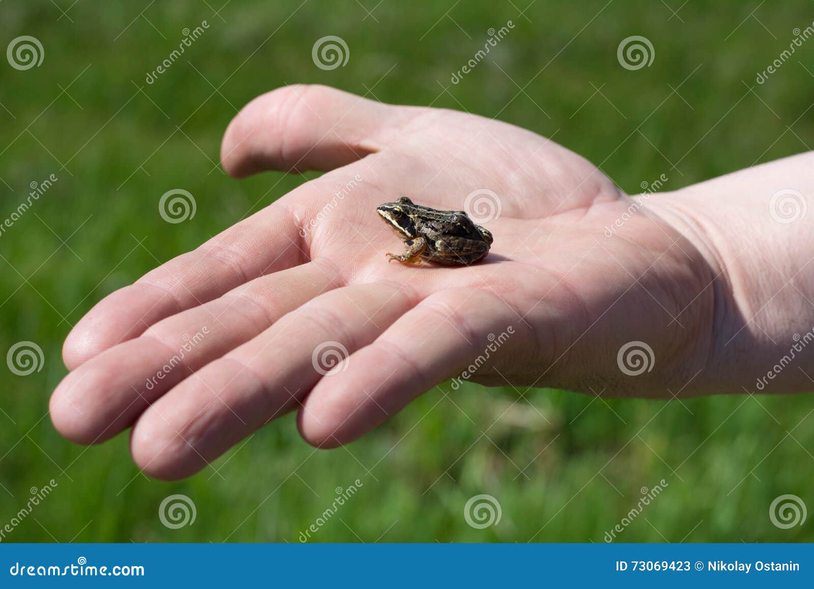 Frog on man s hand stock image. Image of little, person - 73069423