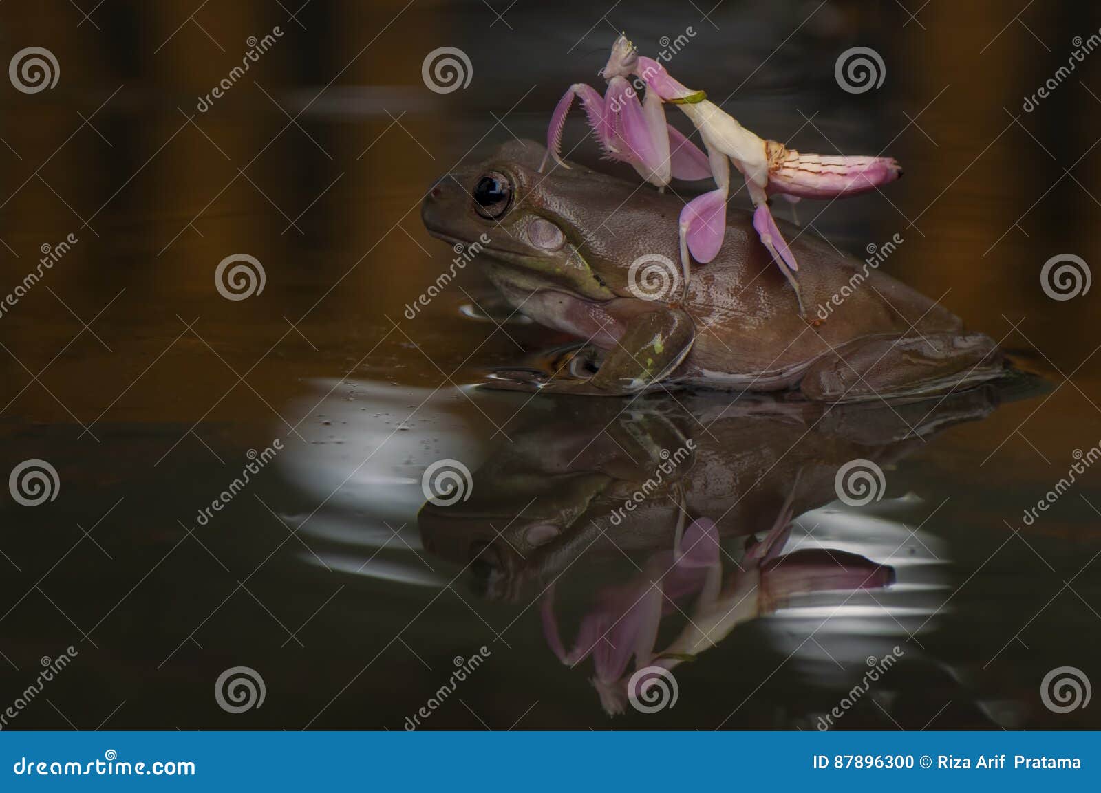 Frog And Mantis Stock Photography | CartoonDealer.com #87896360