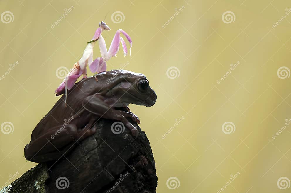 Frog and mantis stock photo. Image of frog, insect, orchid - 87896316