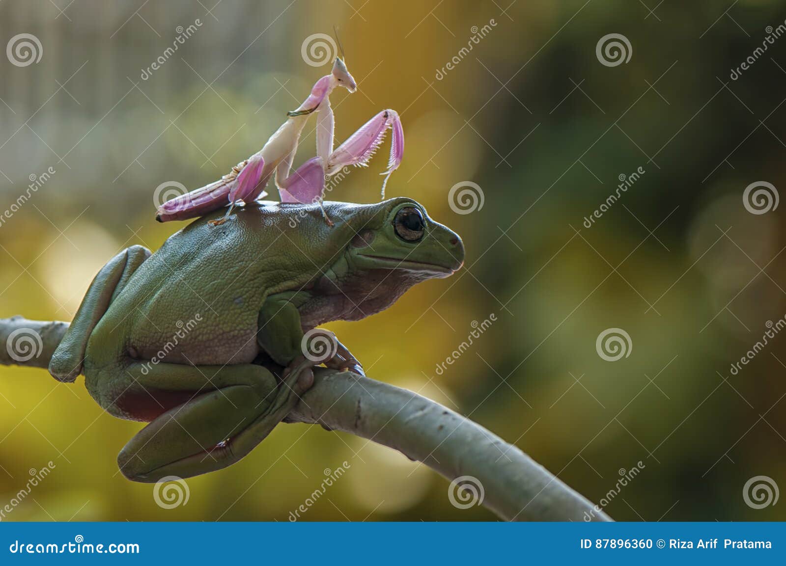 Frog And Mantis Royalty-Free Stock Image | CartoonDealer.com #87896338