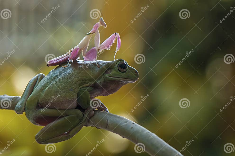 Frog and mantis stock photo. Image of orchid, leaf, frogs - 87896360