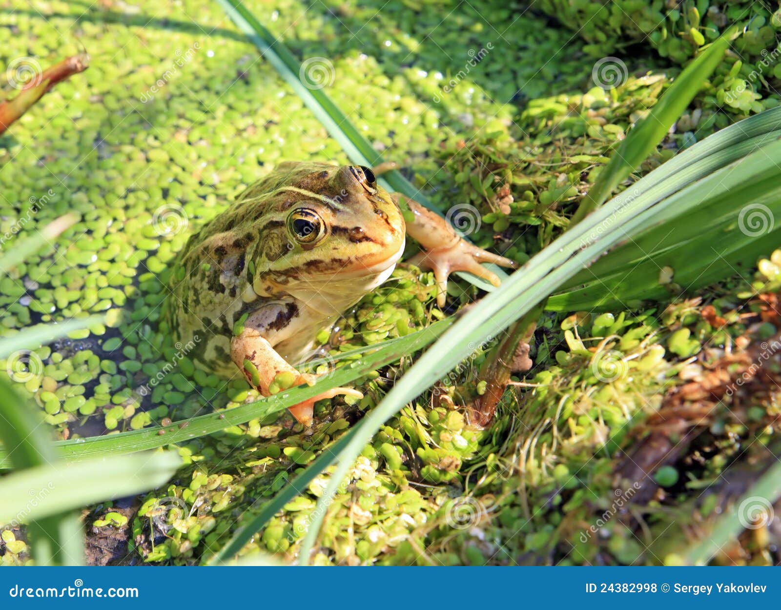 Frog in marsh stock photo. Image of forest, climate, life - 24382998