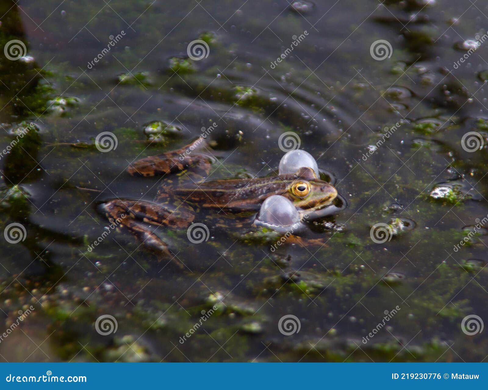 Frog Croaking during Mating Ritual Stock Photo - Image of bubble ...