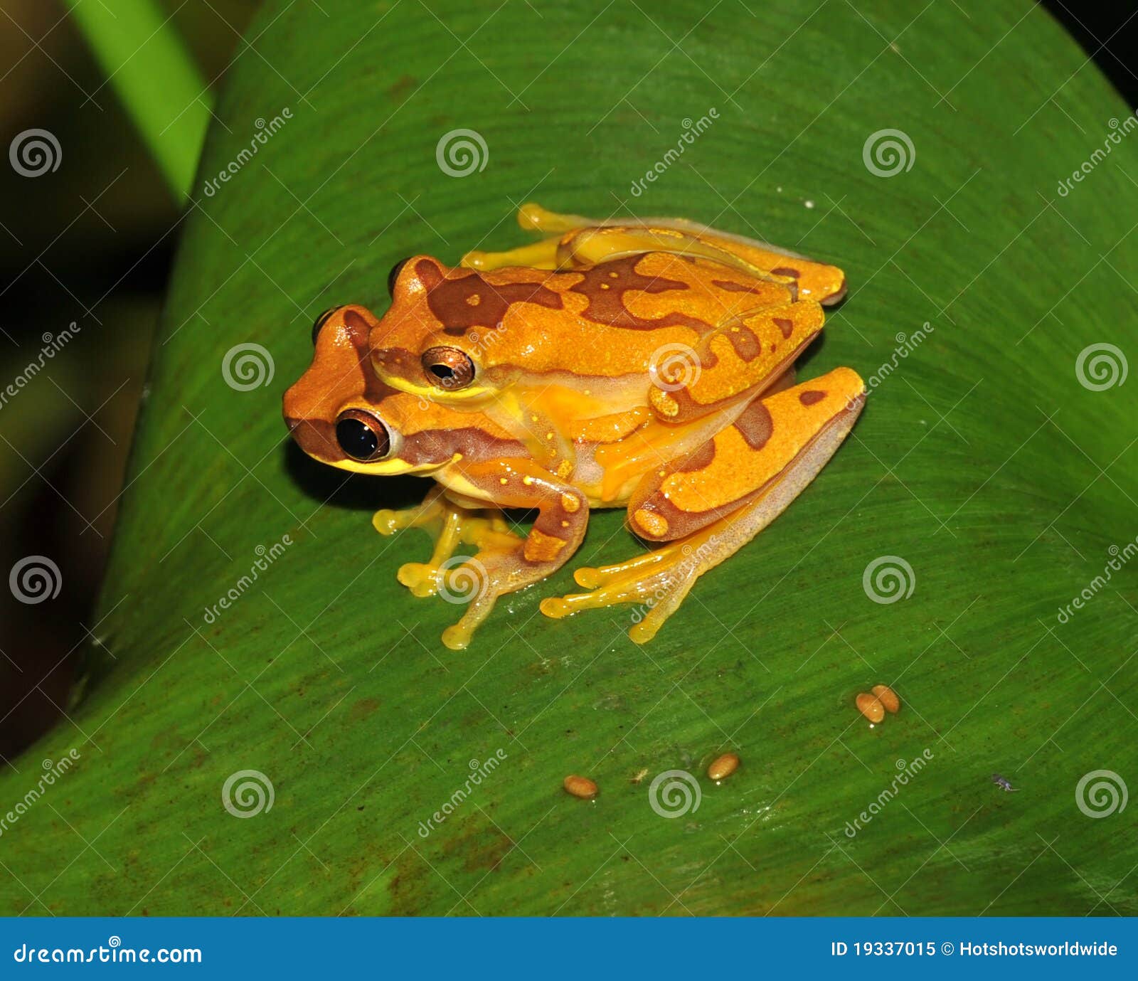 Hourglass Tree Frog (Dendropsophus Ebraccatus) Costa Rica Royalty-Free ...