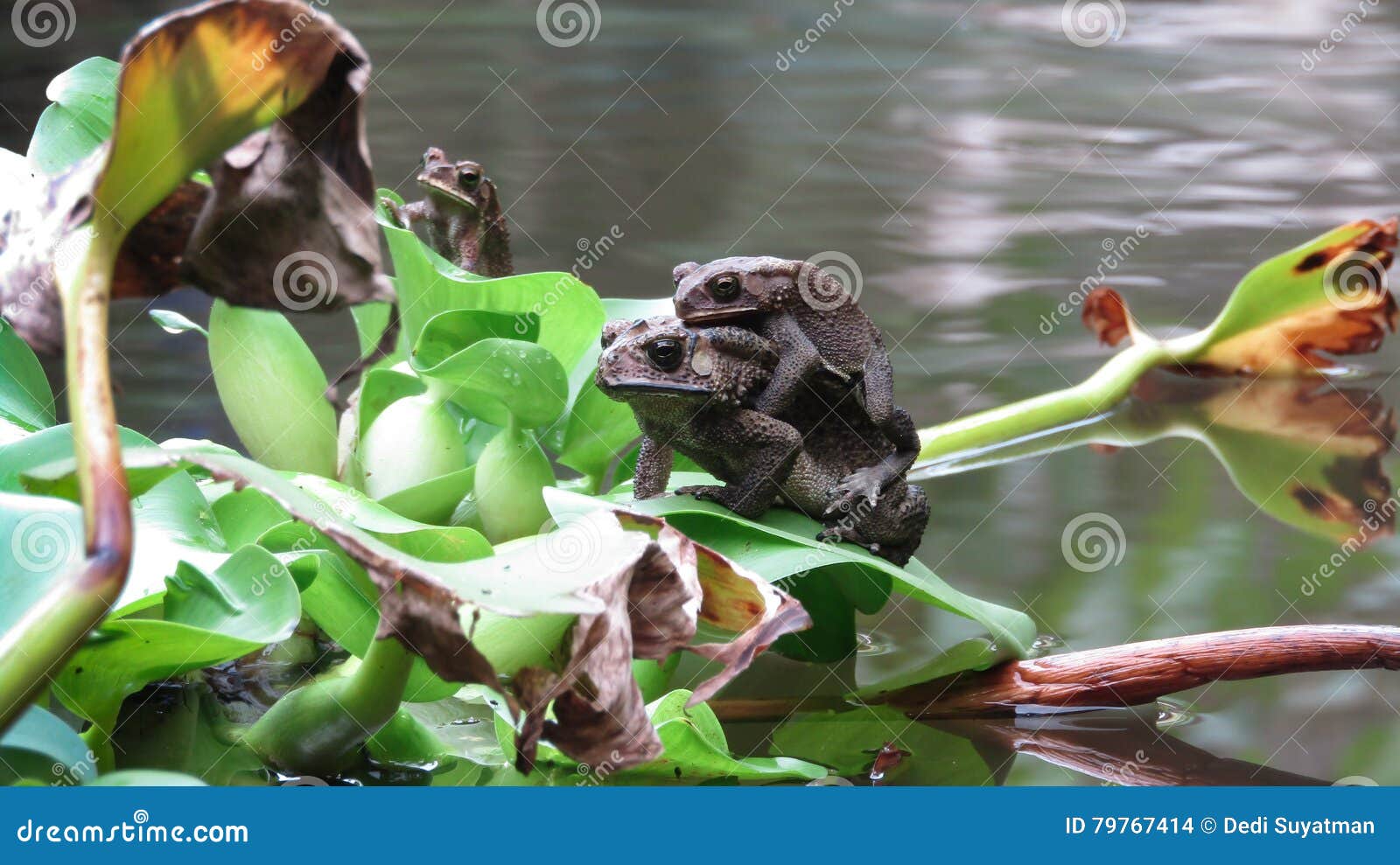 Frog mating stock photo. Image of bredding, mating, toad - 79767414