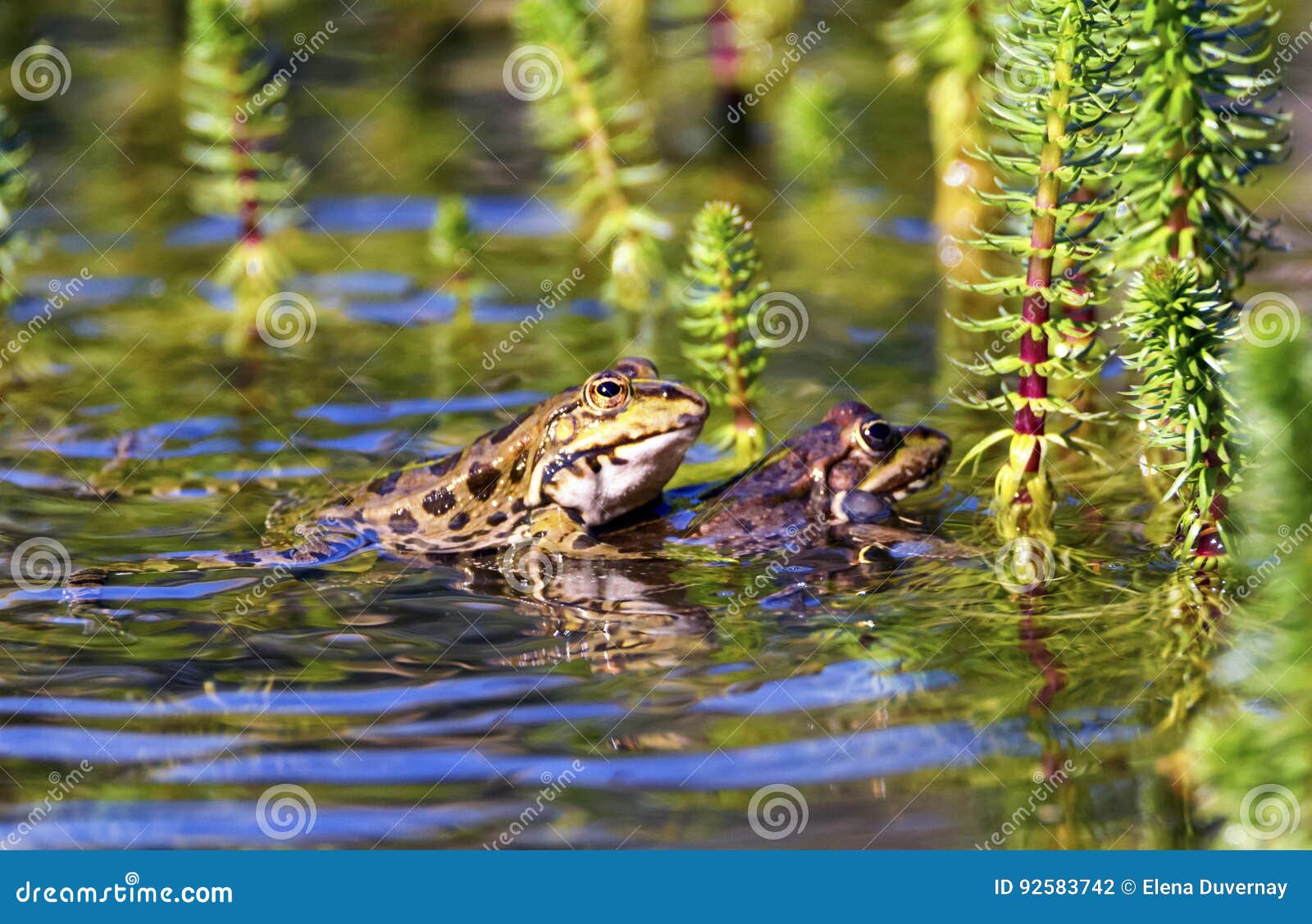 Frog, Mating Hourglass Tree Frogs, Costa Rica Royalty-Free Stock ...