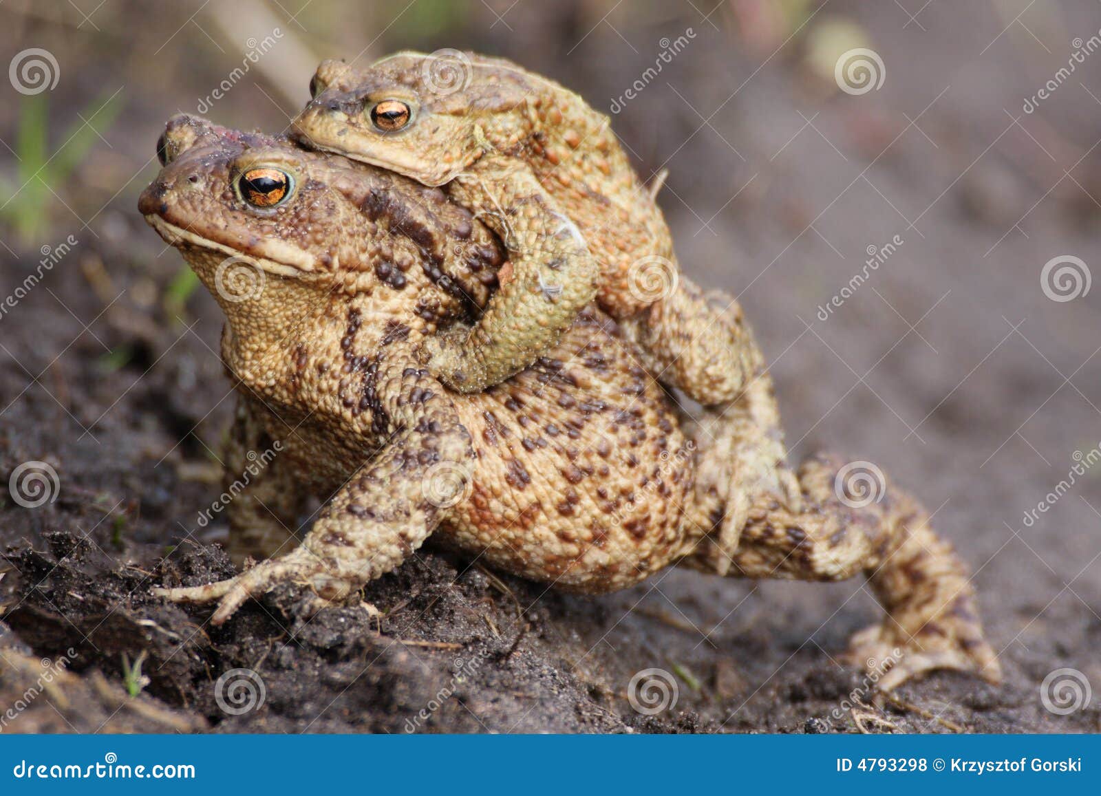 Frog in mating season stock photo. Image of preservation - 4793298