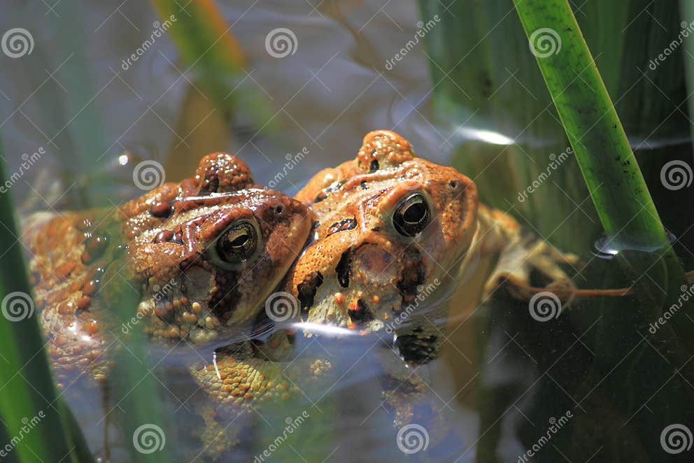 Frog Mating Season stock photo. Image of mate, amphibians - 39758958