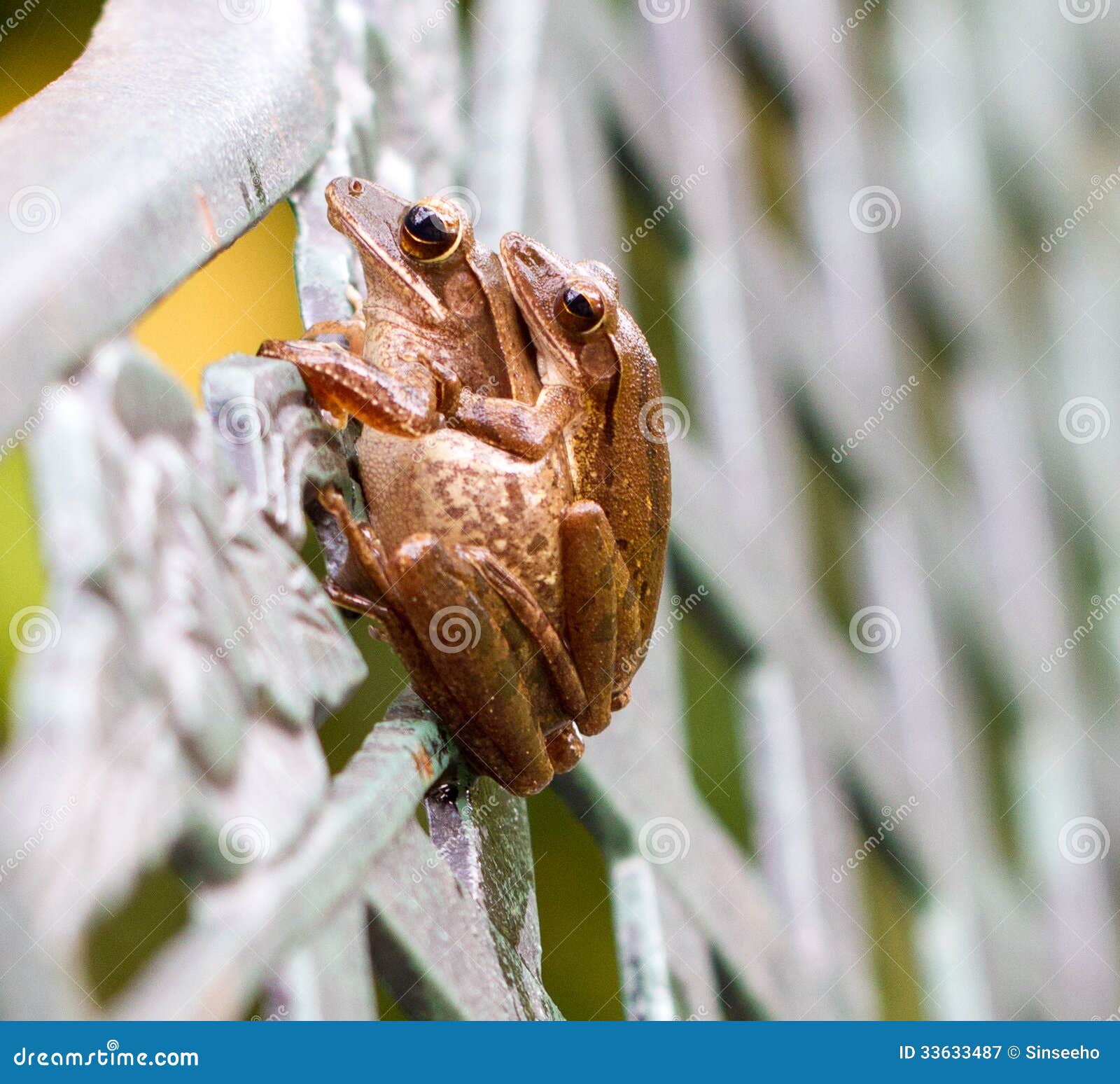 Frog mating stock image. Image of wildlife, tadpole, making - 33633487