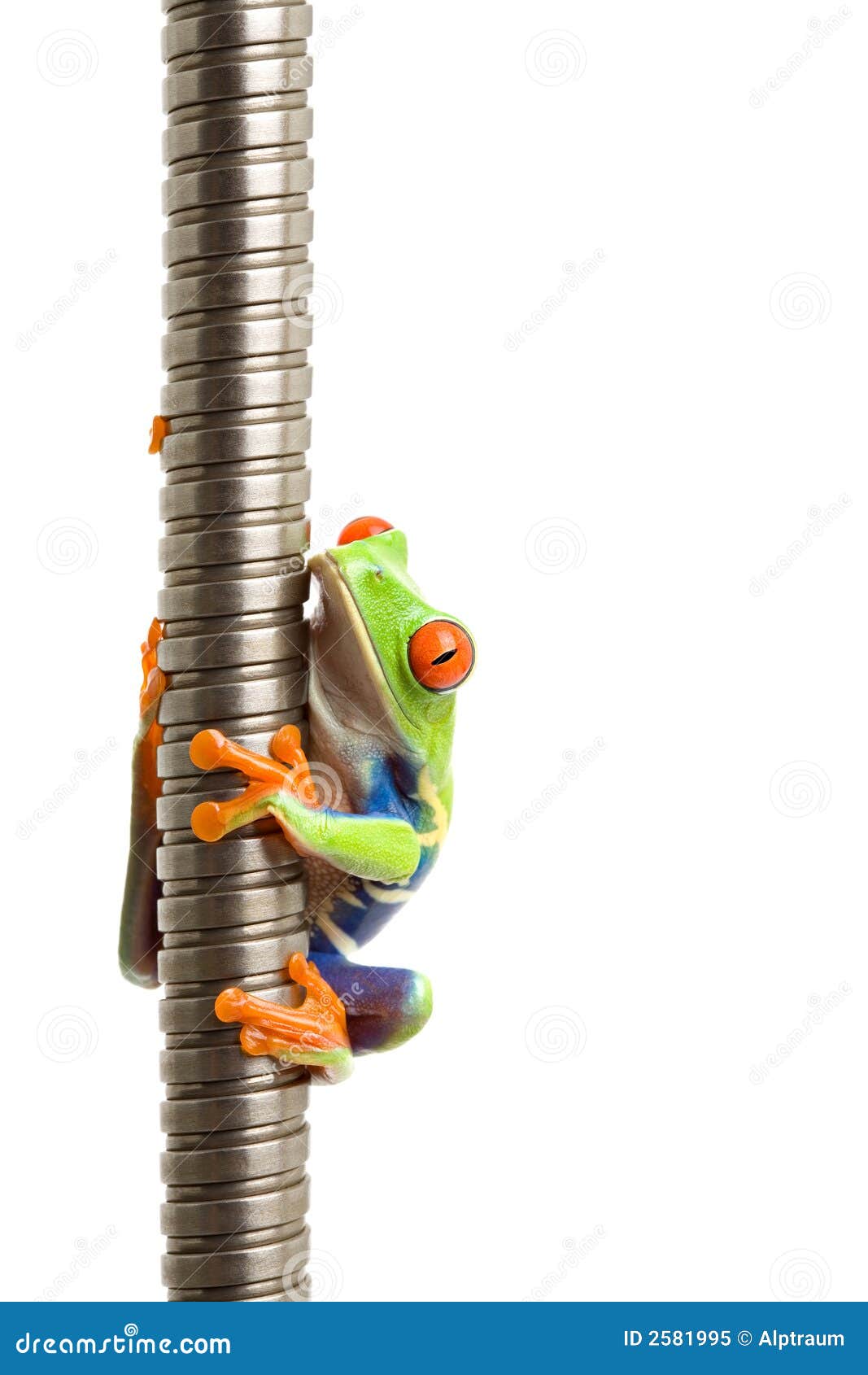 Frog on Metal Spiral Isolated Stock Image - Image of nature, looking ...