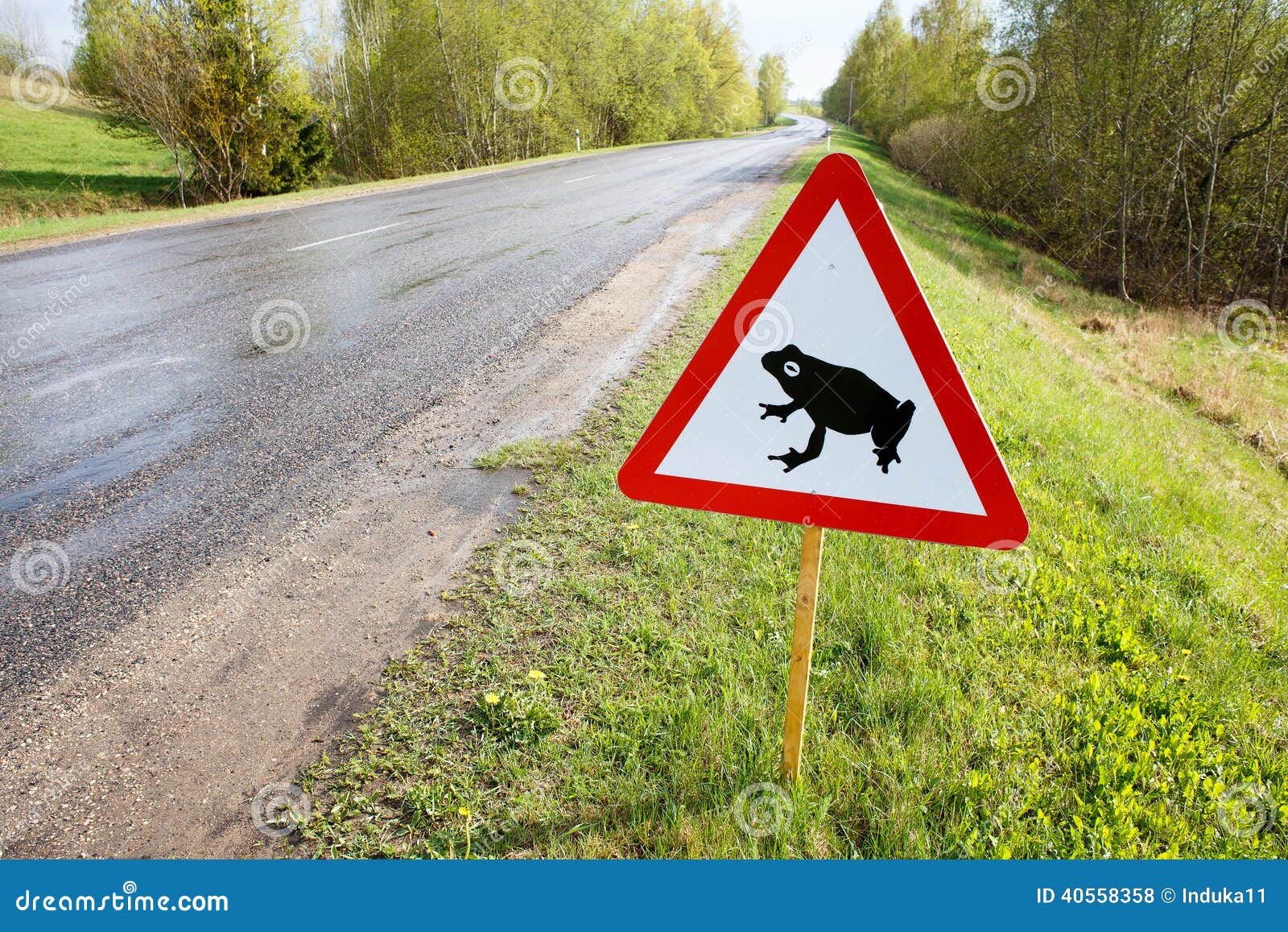 Frog migration on road stock photo. Image of migration - 40558358