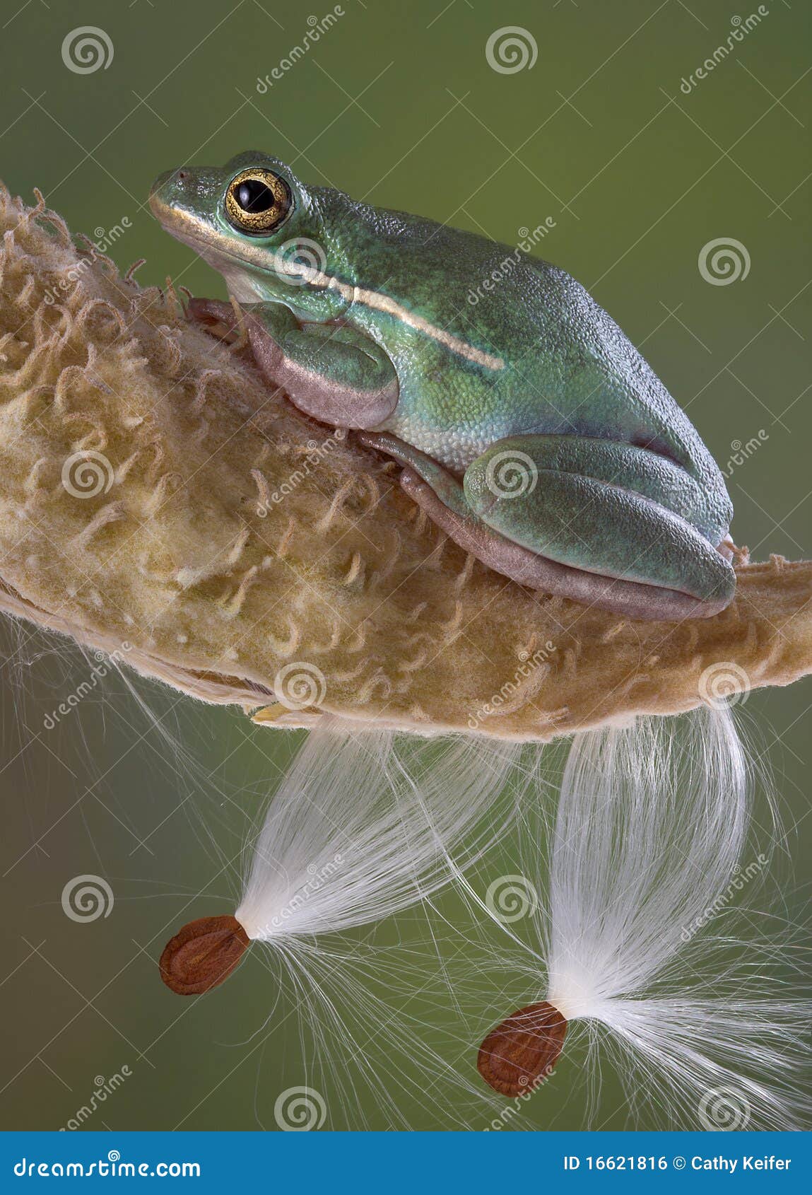 154 Frog Pod Stock Photos - Free & Royalty-Free Stock Photos from ...