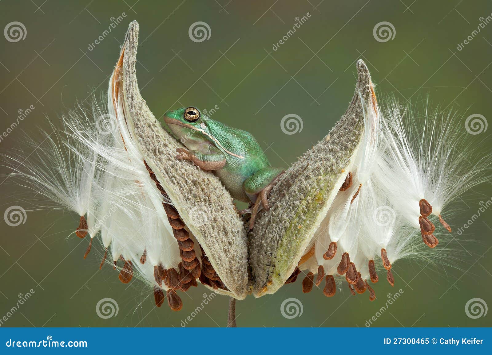 Frog on milkweed pods stock image. Image of webfoot, animal - 27300465