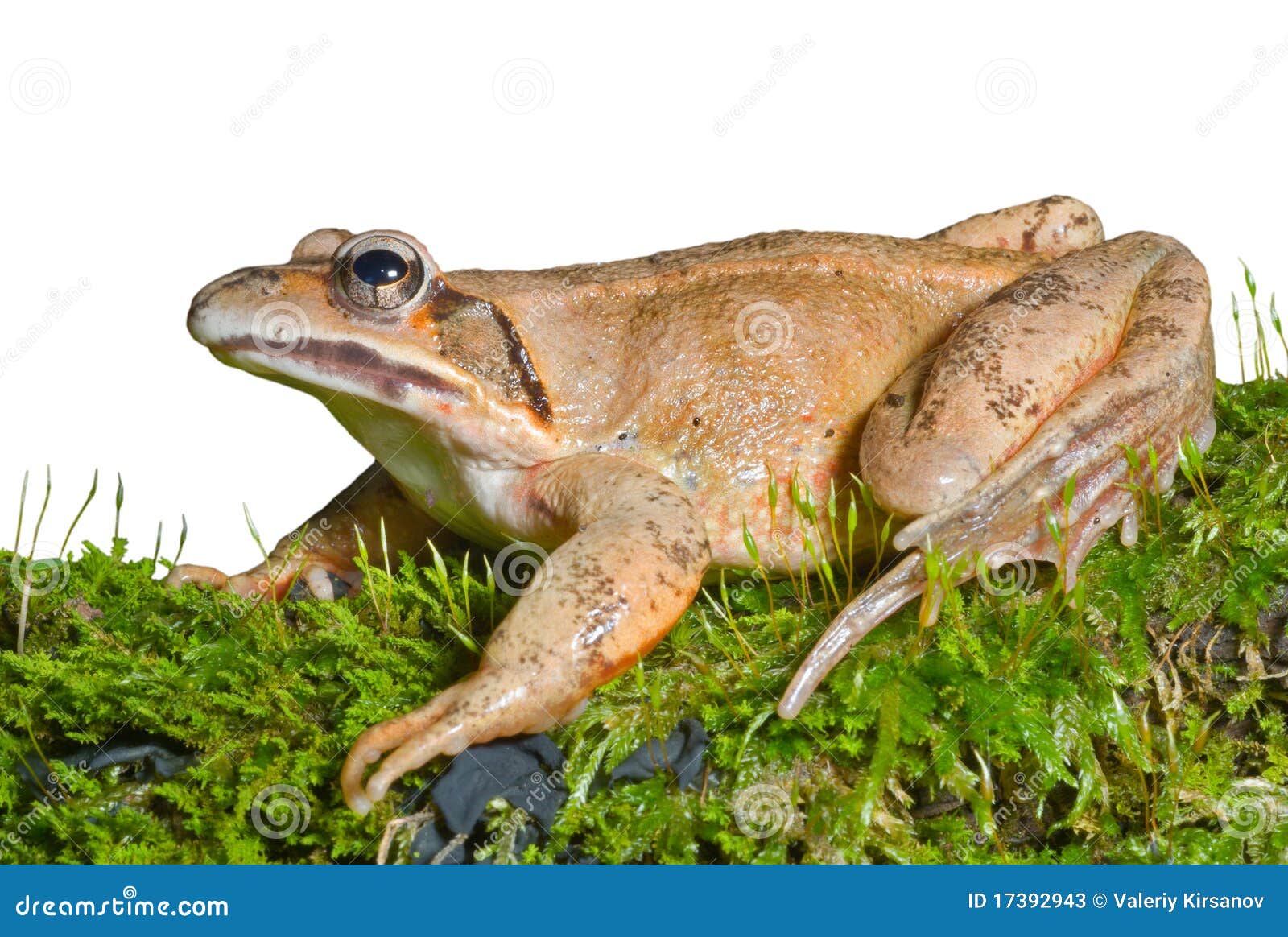 Frog on moss 13 stock image. Image of horizontal, sitting - 17392943