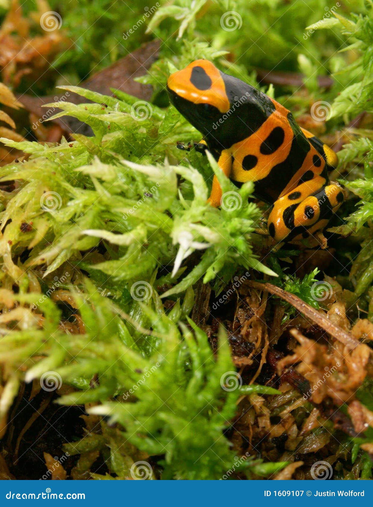 Frog on moss stock image. Image of poison, rain, frog - 1609107