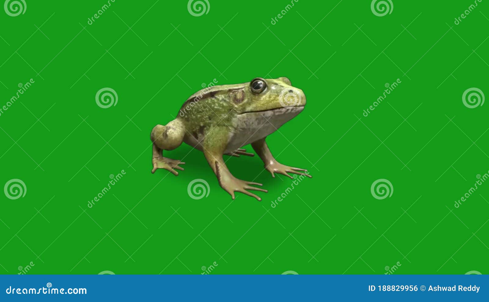 Frog Green Screen Background Stock Video Footage by Megapixl