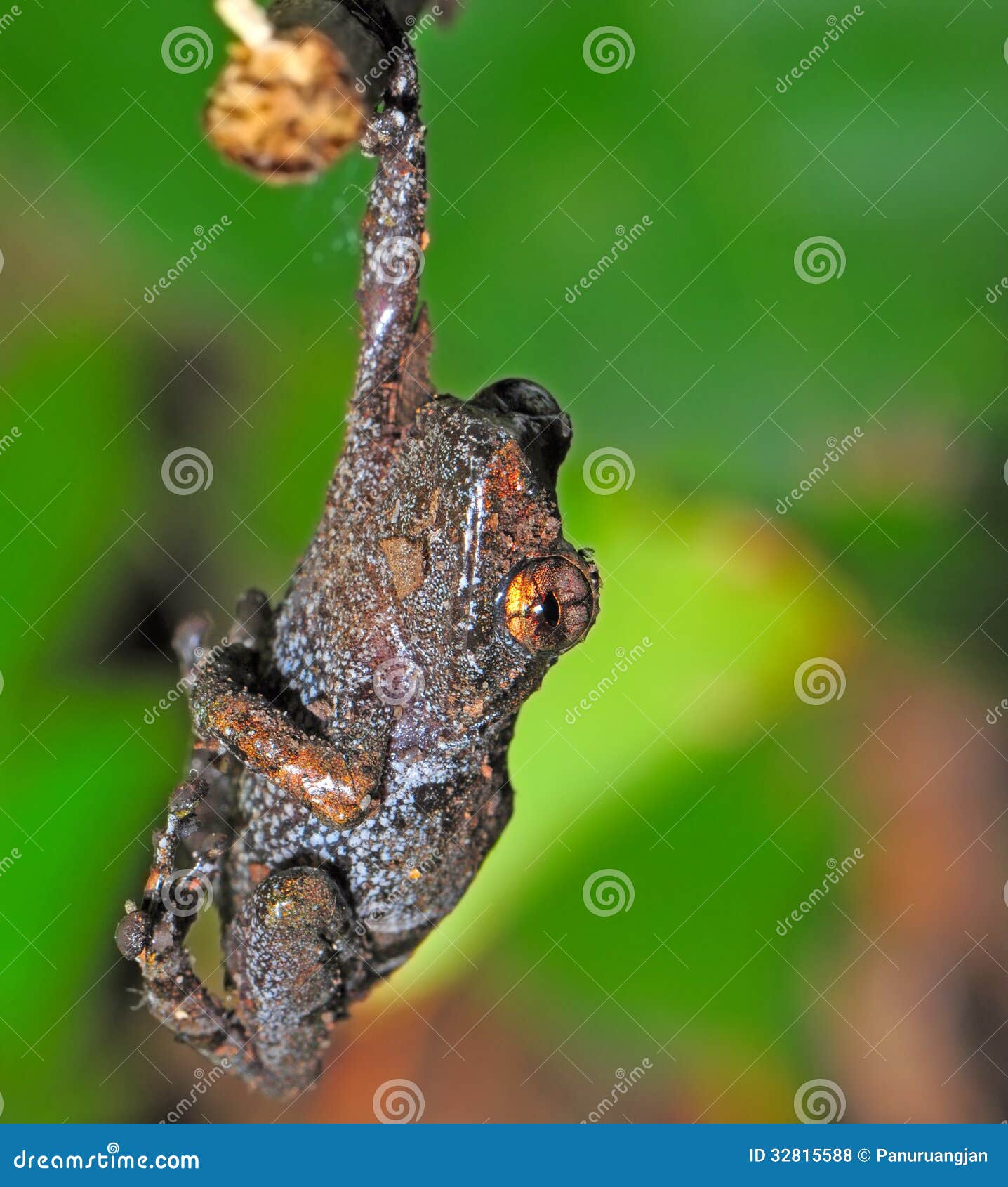 Frog stock photo. Image of rainforest, closeup, toad - 32815588