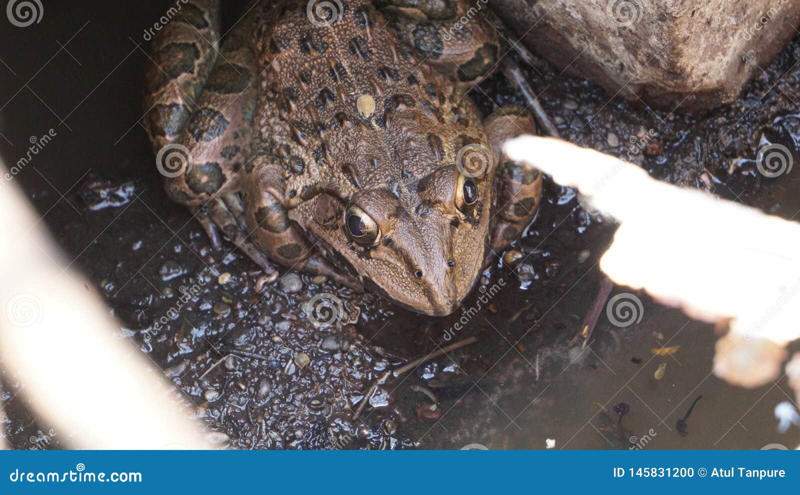 Full Single Singlefrog Stock Photos - Free & Royalty-Free Stock Photos ...