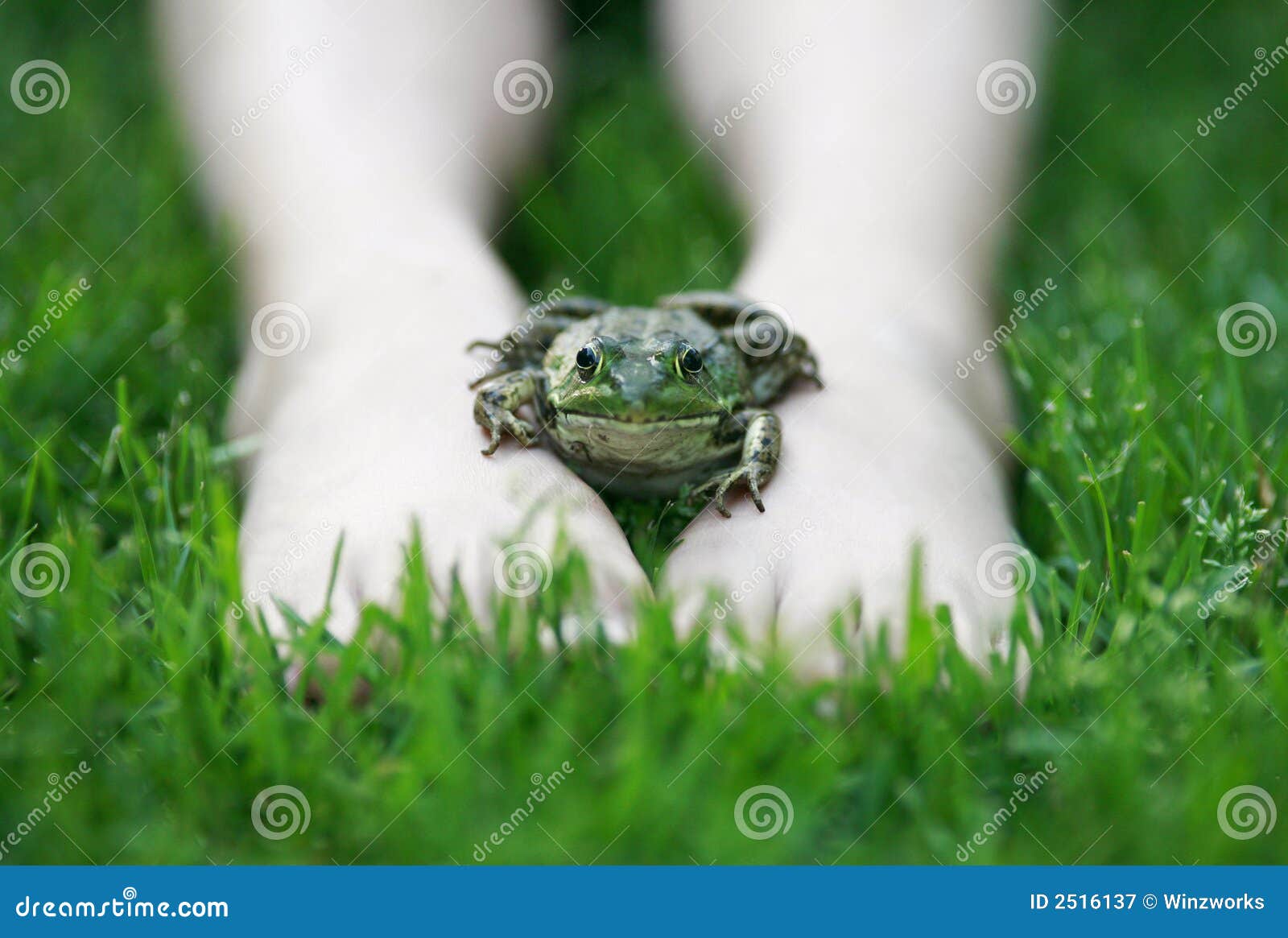 Frog on my feet. stock image. Image of nature, funny, frog - 2516137