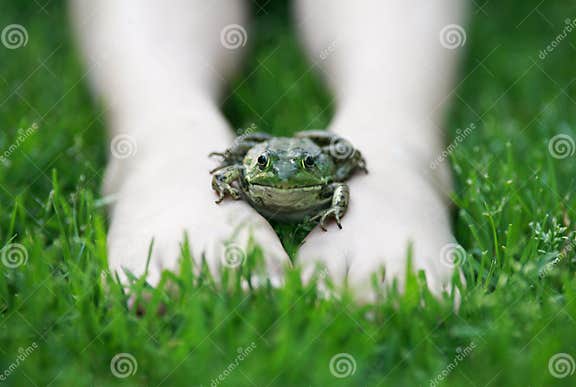 Frog on my feet. stock image. Image of nature, funny, frog - 2516137