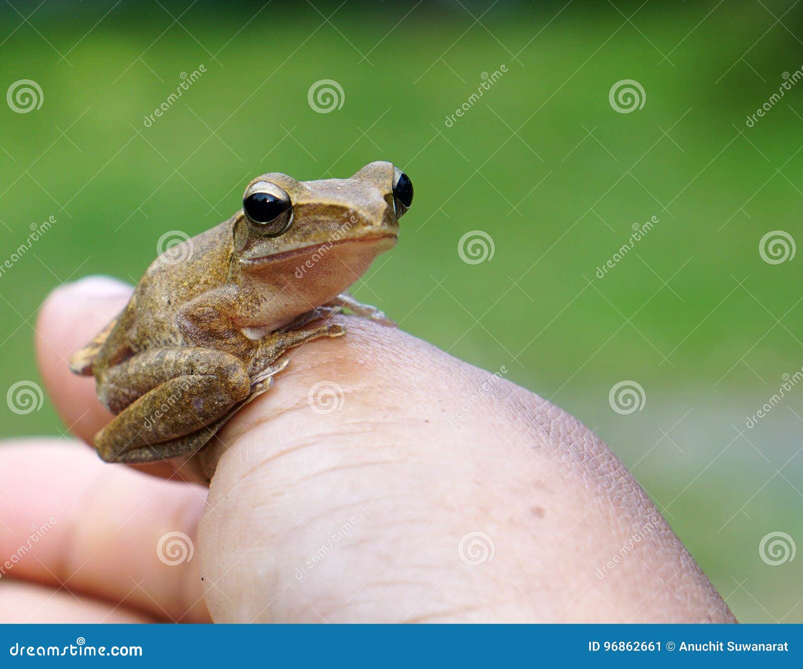 Frog in my hand stock image. Image of hand, animal, colorful - 96862661