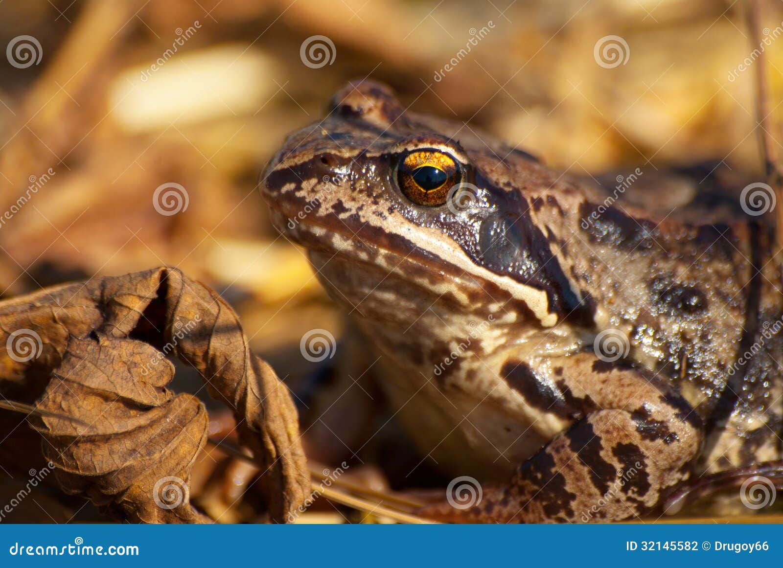 Frog in natural ambience stock photo. Image of closeup - 32145582
