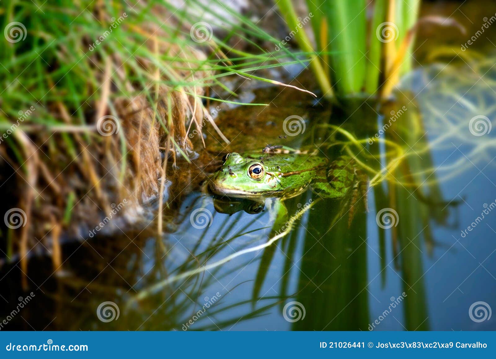 Frog in a Natural Environment Stock Image - Image of river, lake: 21026441