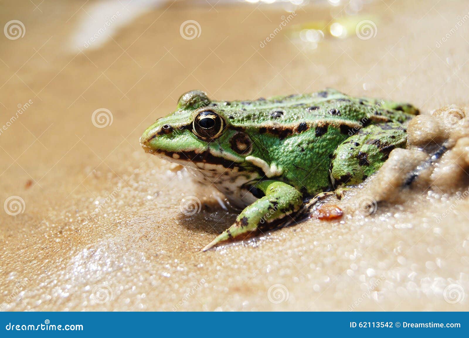 Frog in Natural Environment Stock Photo - Image of enchanted, mphibian ...