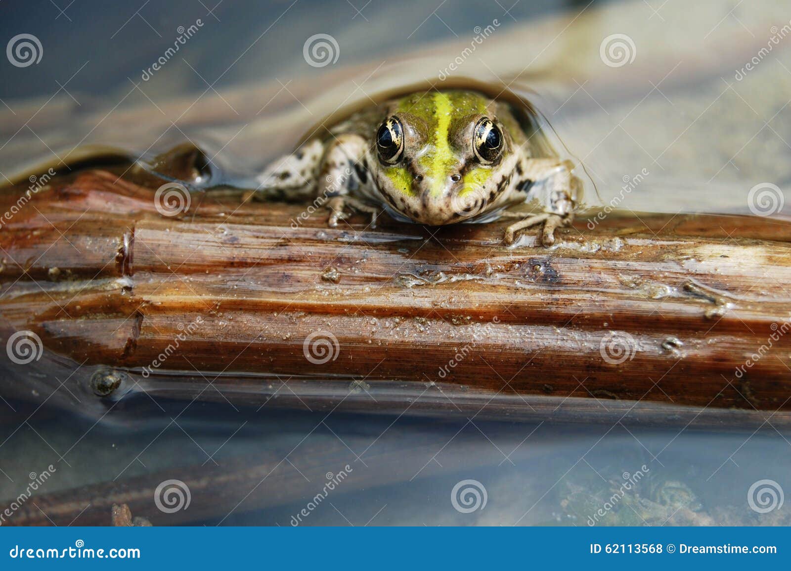 Frog in Natural Environment Stock Photo - Image of green, enchanted ...