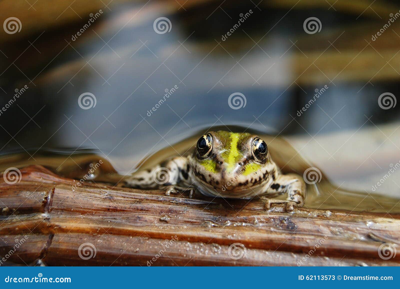 Frog in Natural Environment Stock Image - Image of fons, nature: 62113573