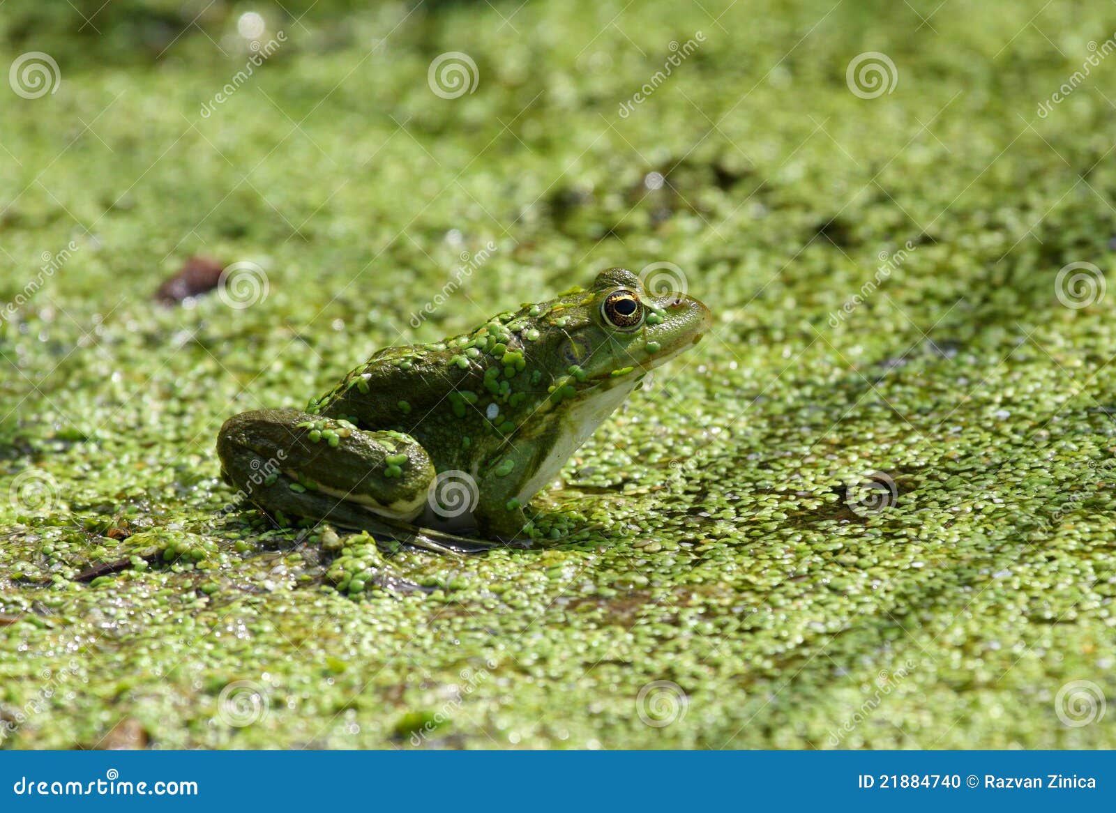 Frog in natural habitat stock photo. Image of fauna, watching - 21884740