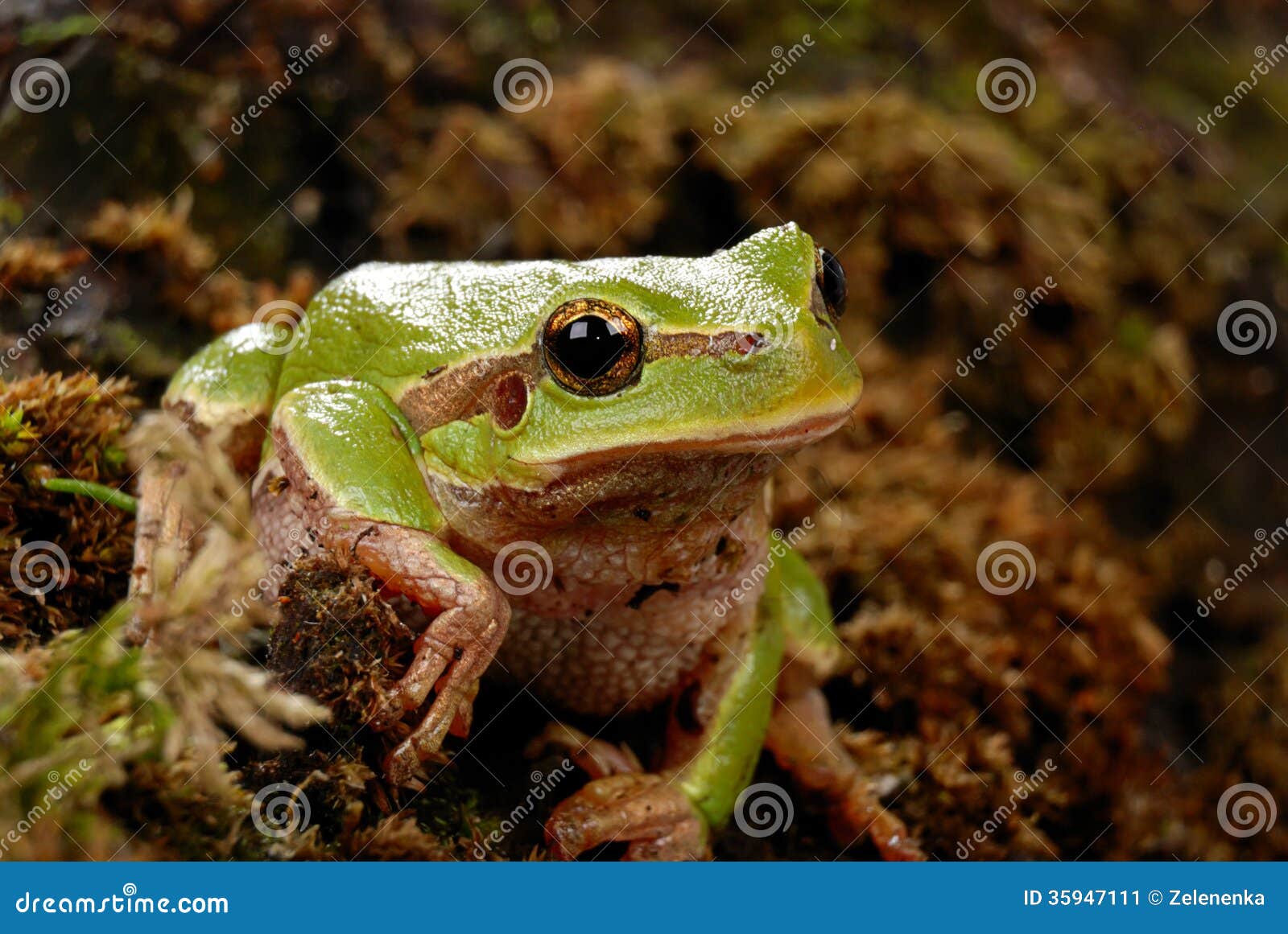 Frog in a natural habitat stock image. Image of jungle - 35947111
