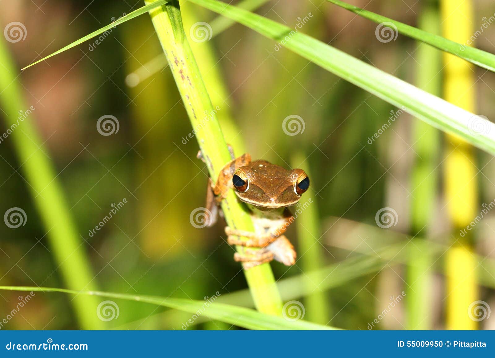 Frog in nature stock photo. Image of tree, tropic, amphibian - 55009950